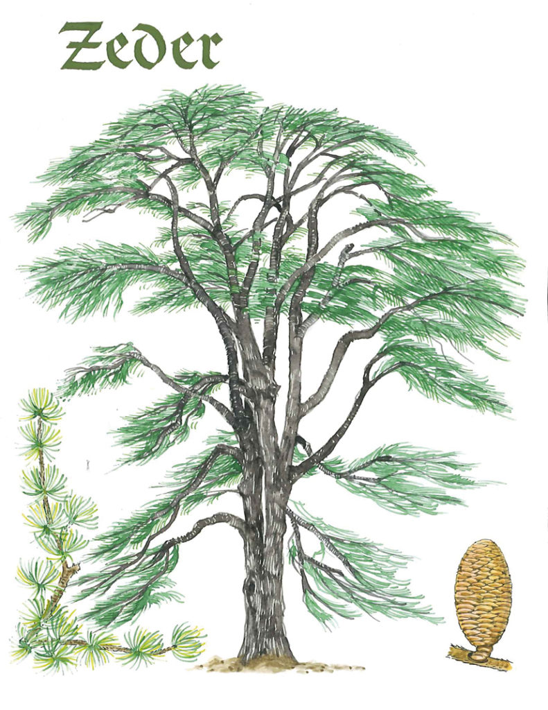 Zeder – Hing´schaut und g´sund g´lebt | Die Nachlese mit Kräuterpfarrer ...