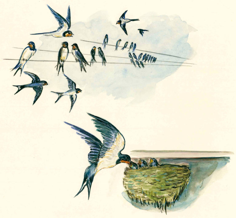 Schwalben Vogelzug – Hing´schaut und g´sund g´lebt | Die Nachlese mit ...
