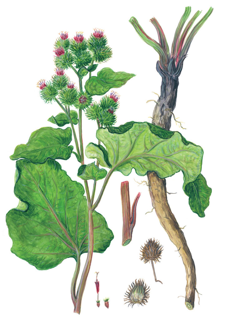 Reinigung von innen her – Hing´schaut und g´sund g´lebt | Die Nachlese ...