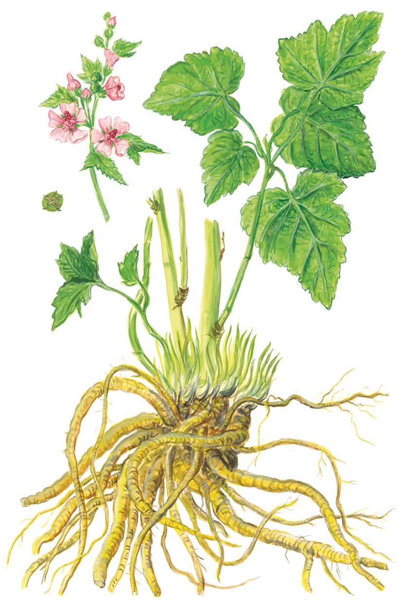 Der liebenswerte Eibisch – Hing´schaut und g´sund g´lebt | Die Nachlese ...